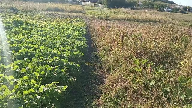 Сокращается денёк - убираем кабачок.