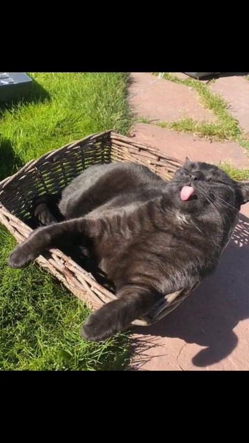 Вот так нужно отдыхать как это котик 🤗👍😻#кот