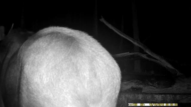 Лоси едят осину на солонце