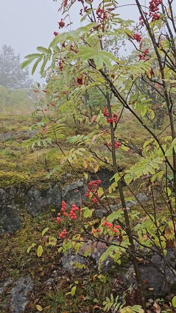 Карелия. Медвежьегорск. Гора Лысуха. Karelia. Medvezhyegorsk. Mount Lysukha