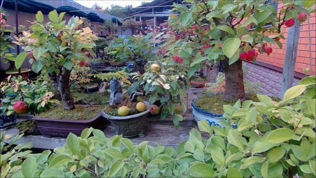 БонZай озвучка осень 1я часть 2025 год