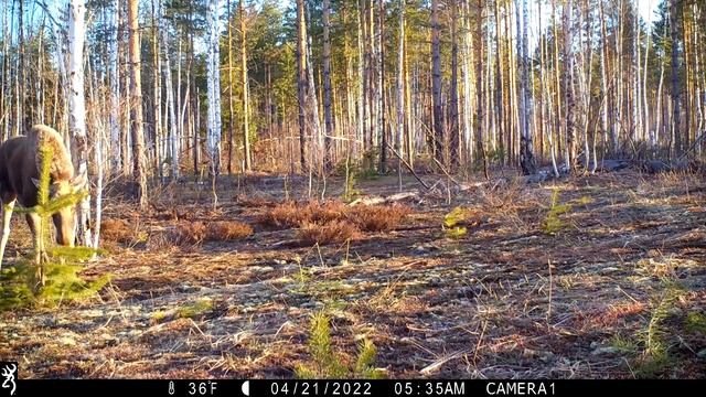 Лось на гону танцует на поляне в лесу