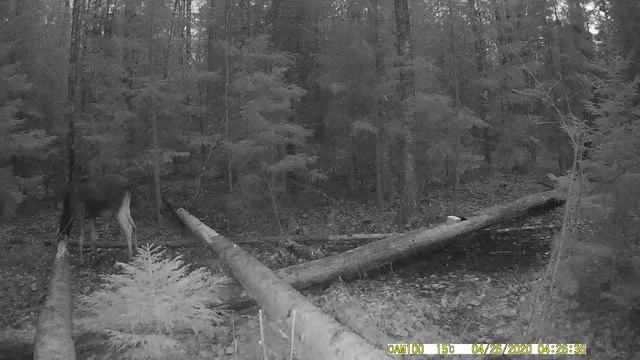 Дикий лось(сохатый) пришел на солонец для лося|Лось на солонце часть №8