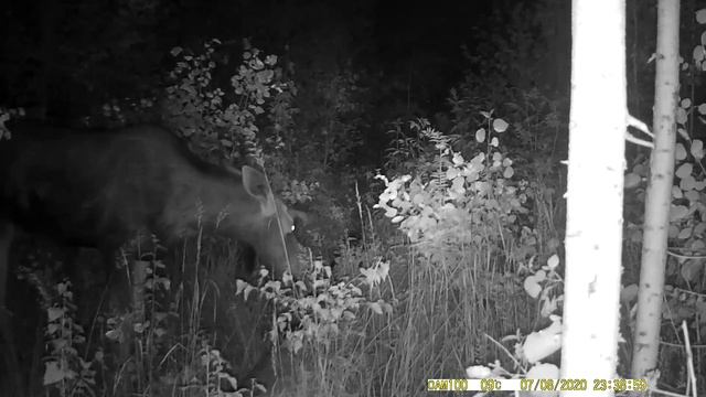 Лось ночью на новом солонце | Чем питается лось в лесу