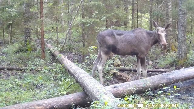 Лосиха на солонце для лося эпизод №2