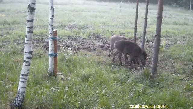 Herd Feral hogs[Wild boars]