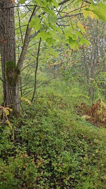 Карелия. Медвежьегорск. Гора Лысуха. Karelia. Medvezhyegorsk. Mount Lysukha