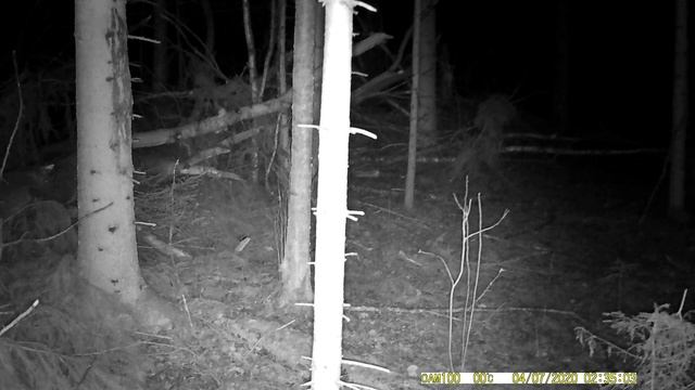 Как дикий лось удивительно умеет чесать рога