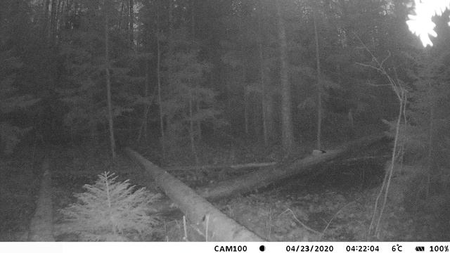 Дикий лось(сохатый) пришел на солонец для лося|Лось на солонце часть №2