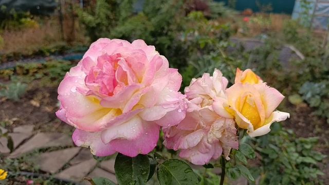 Осенние розы в моем саду