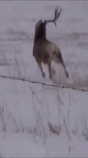 Как олень сбрасывает рога