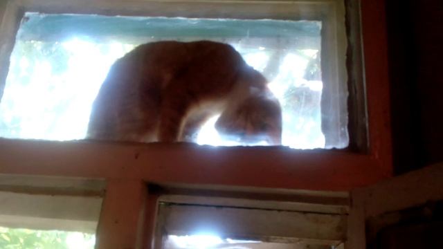 Котята следопыты