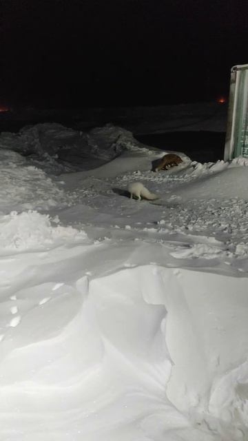 бедная лиса 😢