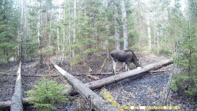 Дикий лось(сохатый) пришел на солонец для лося|Лось на солонце часть №6