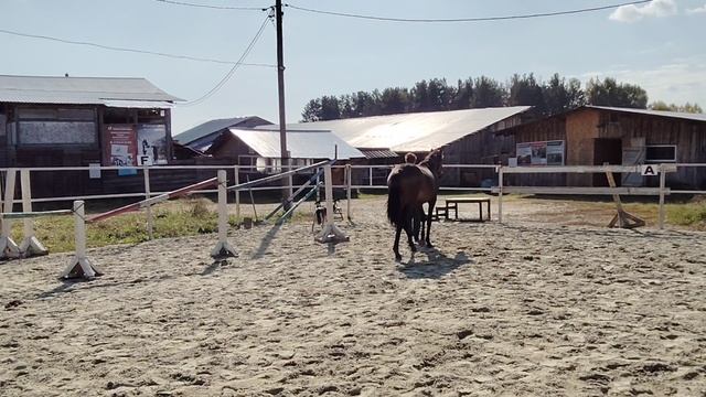 Биг Хоуп , кобыла 2024гр