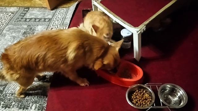 Чихуахуа Виля и котёнок Вася