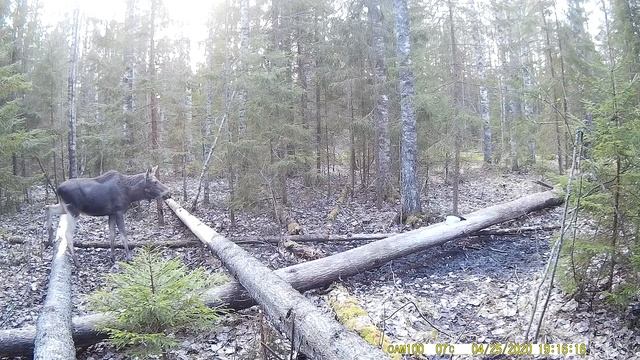 Дикий лось(сохатый) пришел на солонец для лося|Лось(bull moose) на солонце часть №7