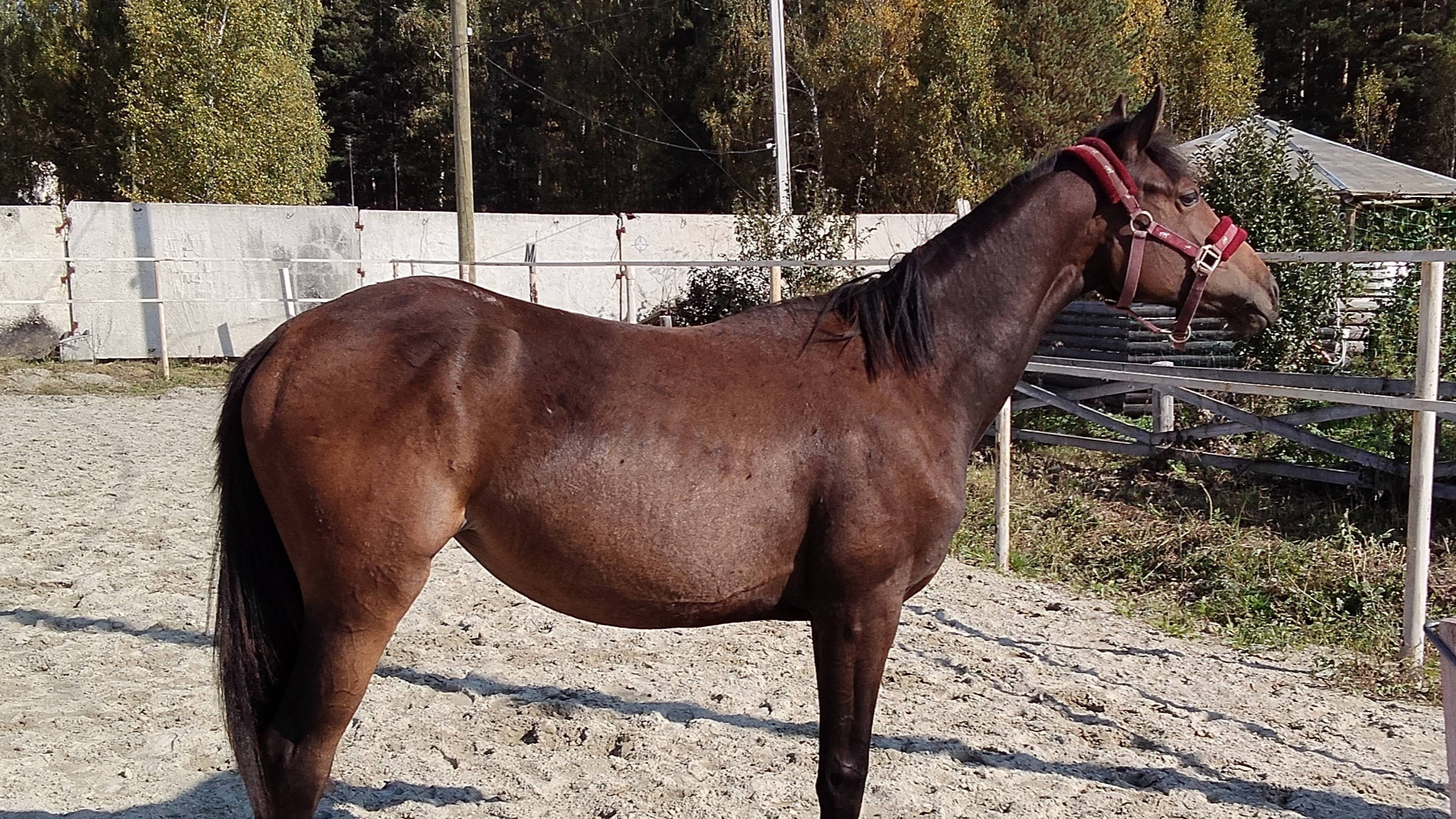 Биг Хоуп отправилась в табун