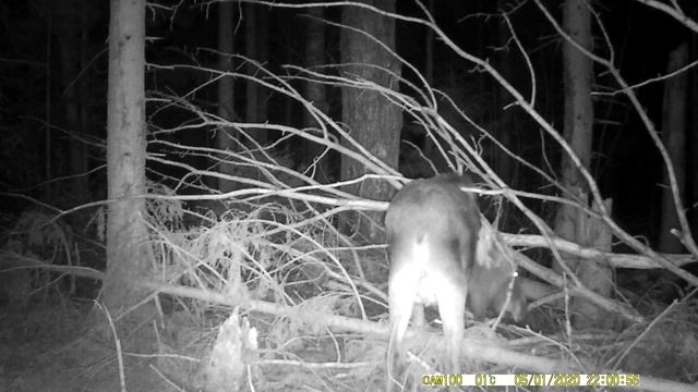 Дикий лось(сохатый) находит фотоловушку в лесу.