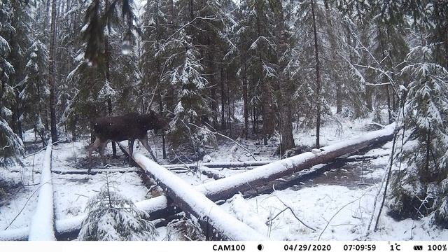 Дикий лось(сохатый) пришел на солонец для лося|Лось на солонце часть №9