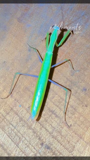 Богомол — самый загадочный хищник среди насекомых. Вопрос к знатокам: Почему?