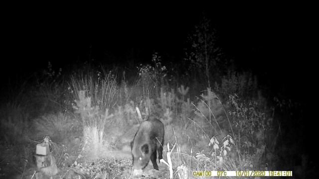 Кабан пришел на самодельную кормушку. Как сделать кормушку для кабанов в лесу.