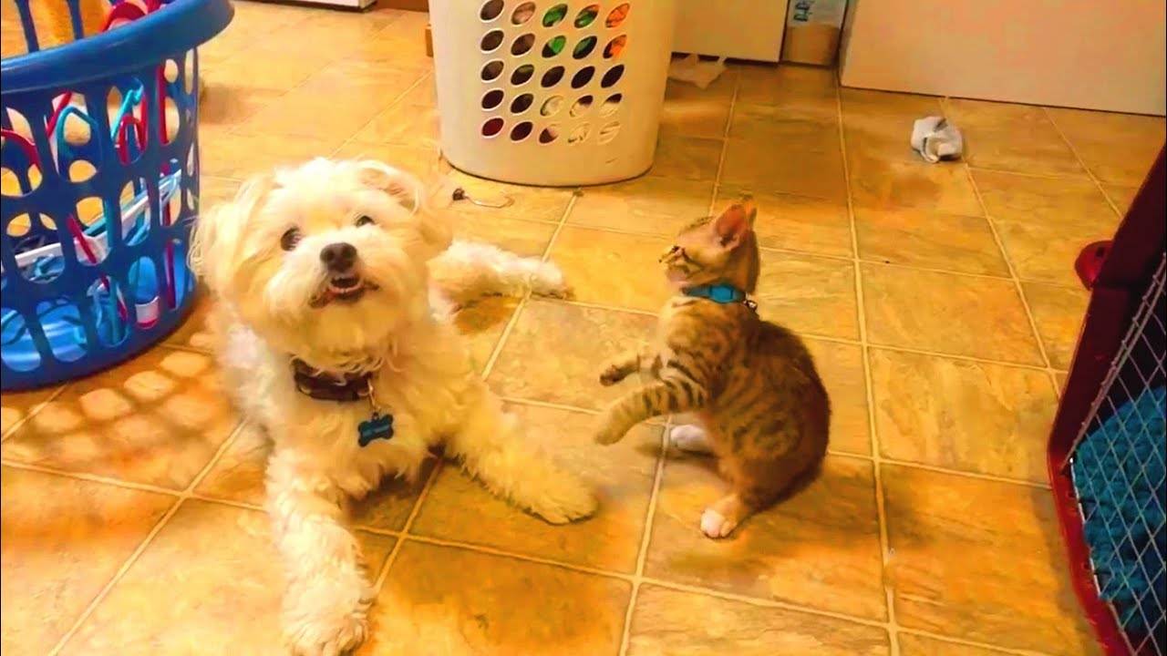 ПРИКОЛЫ С ЖИВОТНЫМИ ДО СЛЕЗ #210 Смешные КОТЫ И СОБАКИ  Приколы