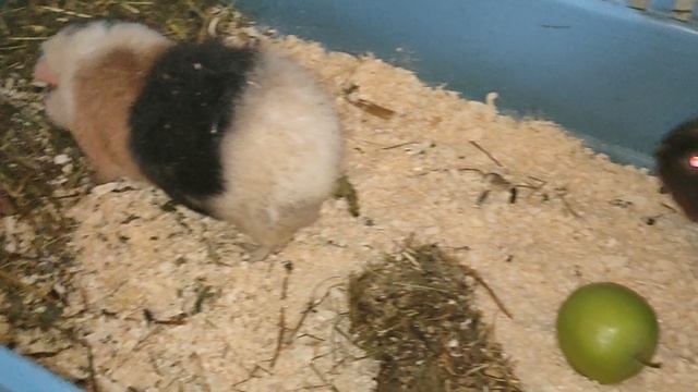 Самцы Марсель и Елисей #американскийтедди #морскаясвинка +79215950848