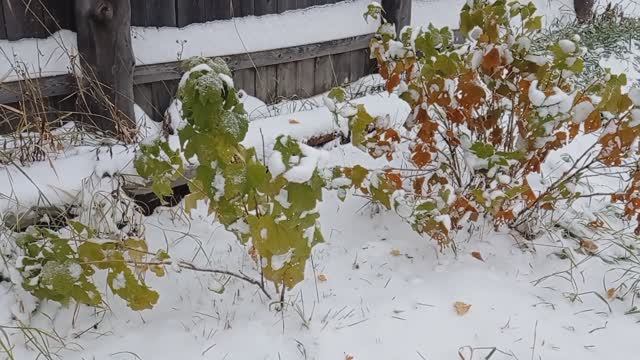 Первый снег в Чурапче | Николай Артемьев