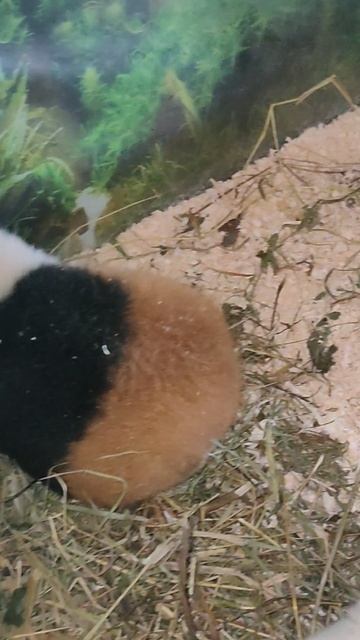 Самки #морскиесвинки #американскийтедди