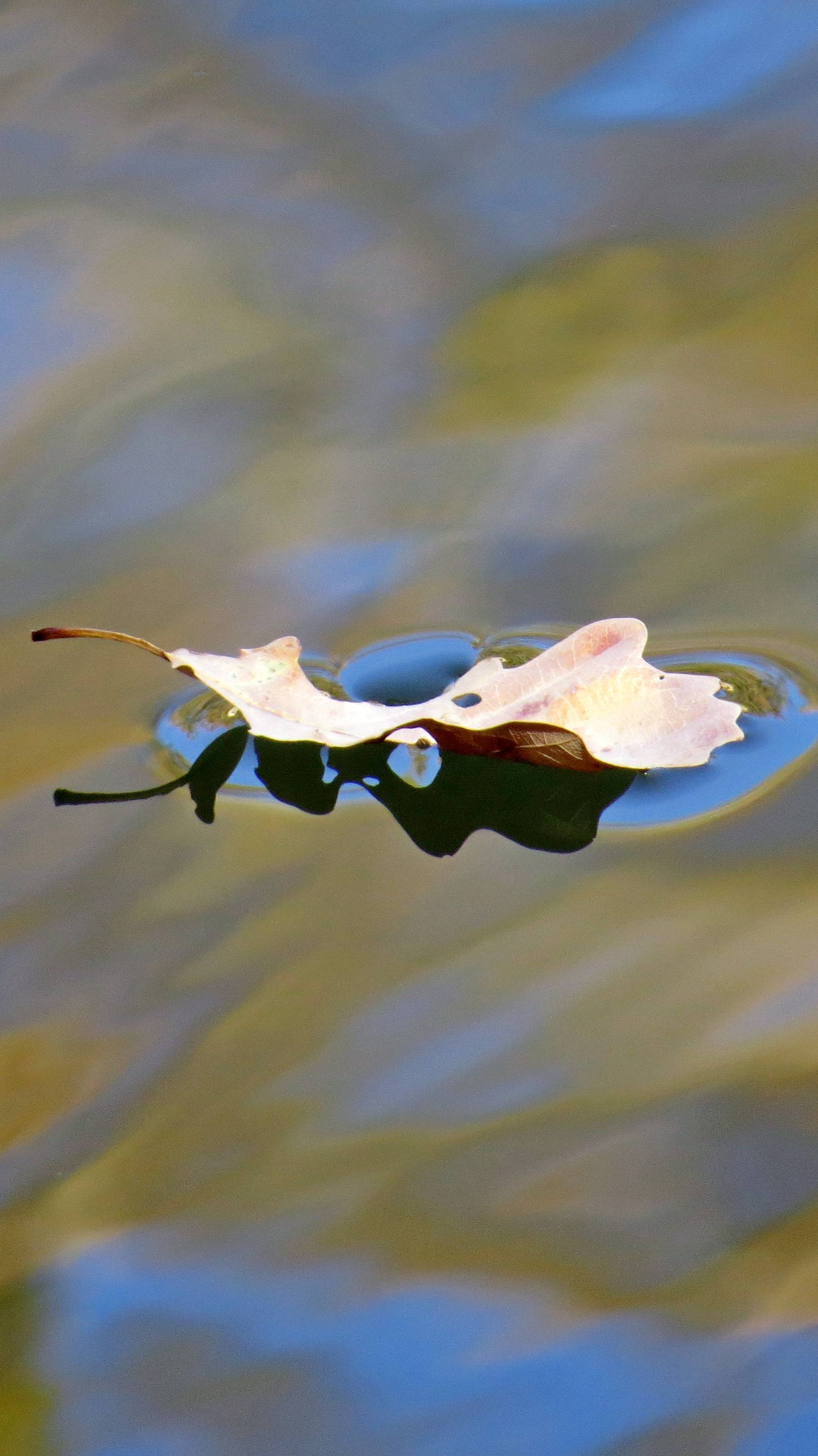 Осень не приходит! Осень приплывает!