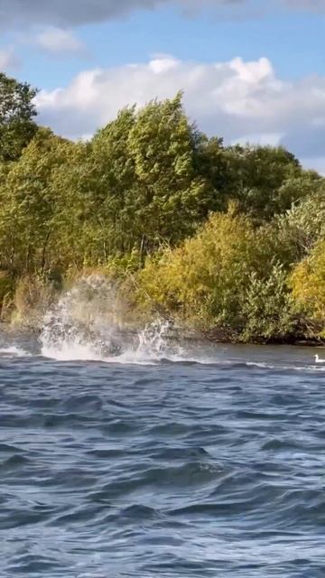 Мишки на Камчатке