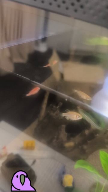 Изменение в аквариуме xiaomi