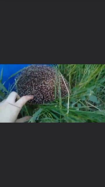 Ёжик. Злой ёж пришёл в гости