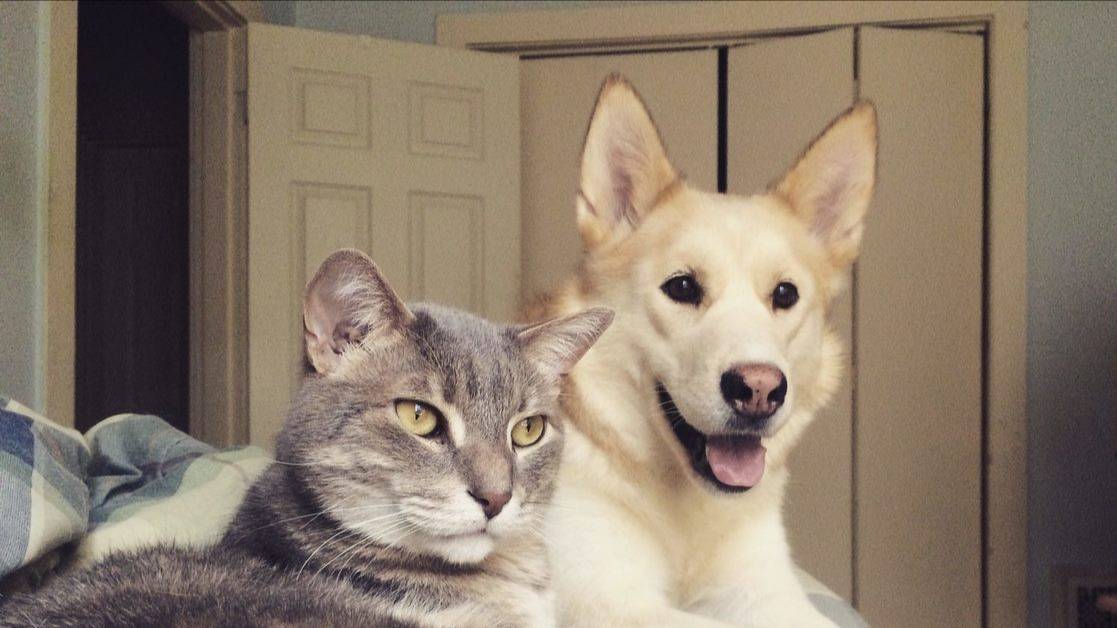 ПРИКОЛЫ С ЖИВОТНЫМИ ДО СЛЕЗ #214 Смешные КОТЫ И СОБАКИ  Приколы