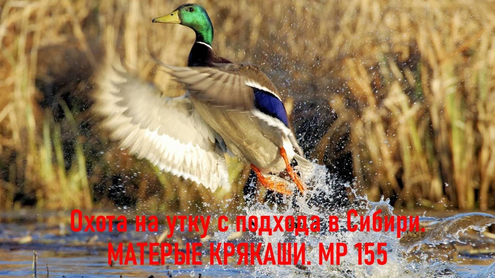 Охота на утку с подхода в Сибири. МАТЕРЫЕ КРЯКАШИ. МР155