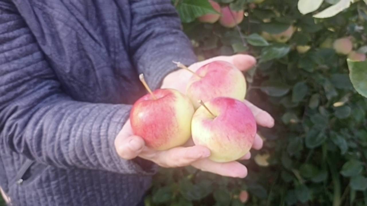 Яблоня сорт "Розочка"