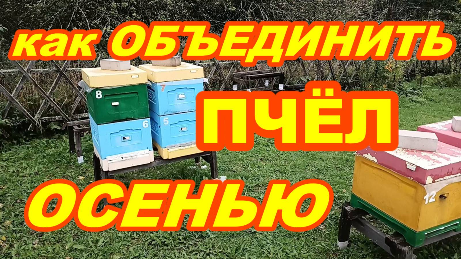 Как ОБЪЕДИНИТЬ ПЧЁЛ ОСЕНЬЮ !  Объединение слабых пчелосемей и смена маток осенью !