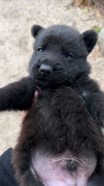 Братья наши меньшие на фронте