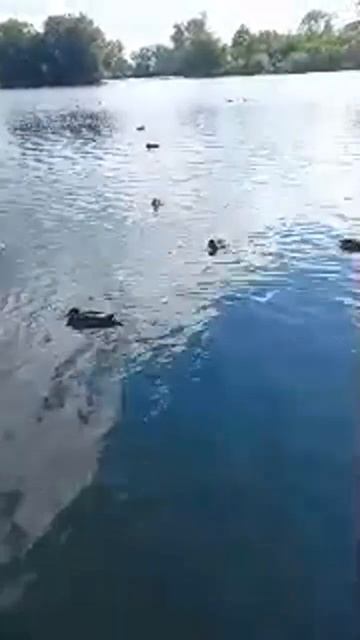 Всем привет солнышки ) Смотрим и кормим уточек