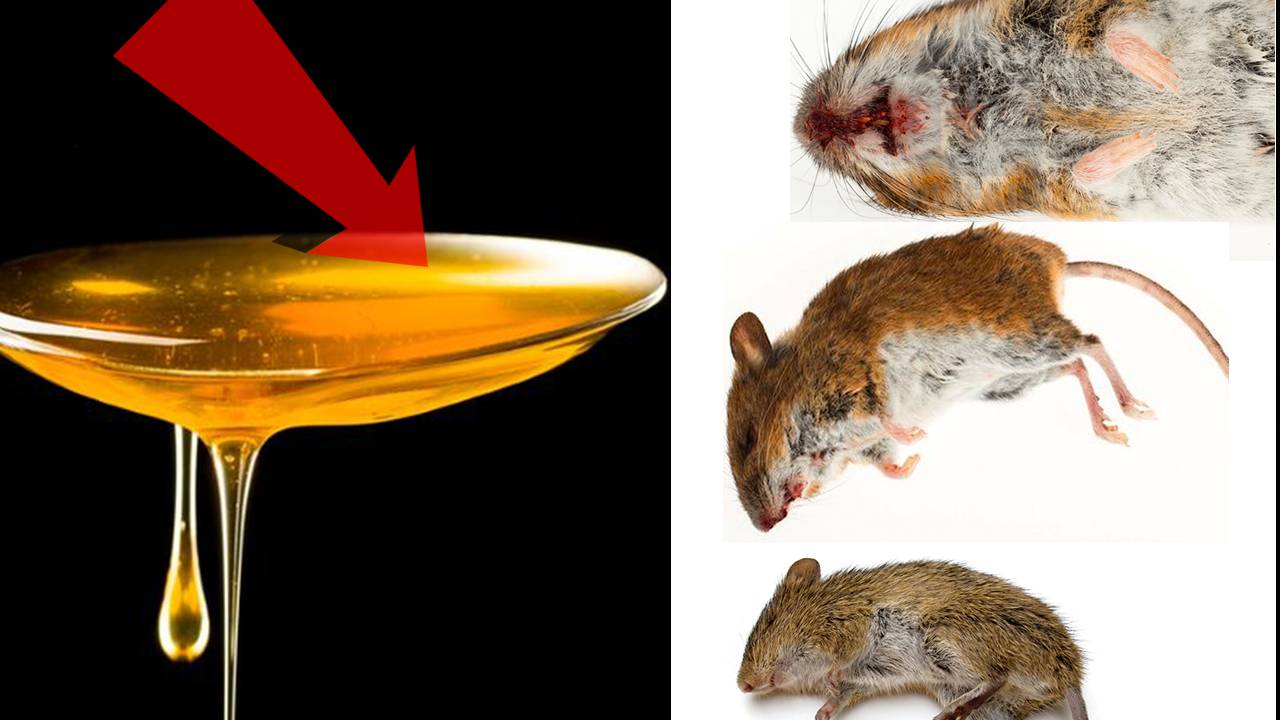 Как избавиться от мышей За 3 Секунды..!!..!!!!!..!!