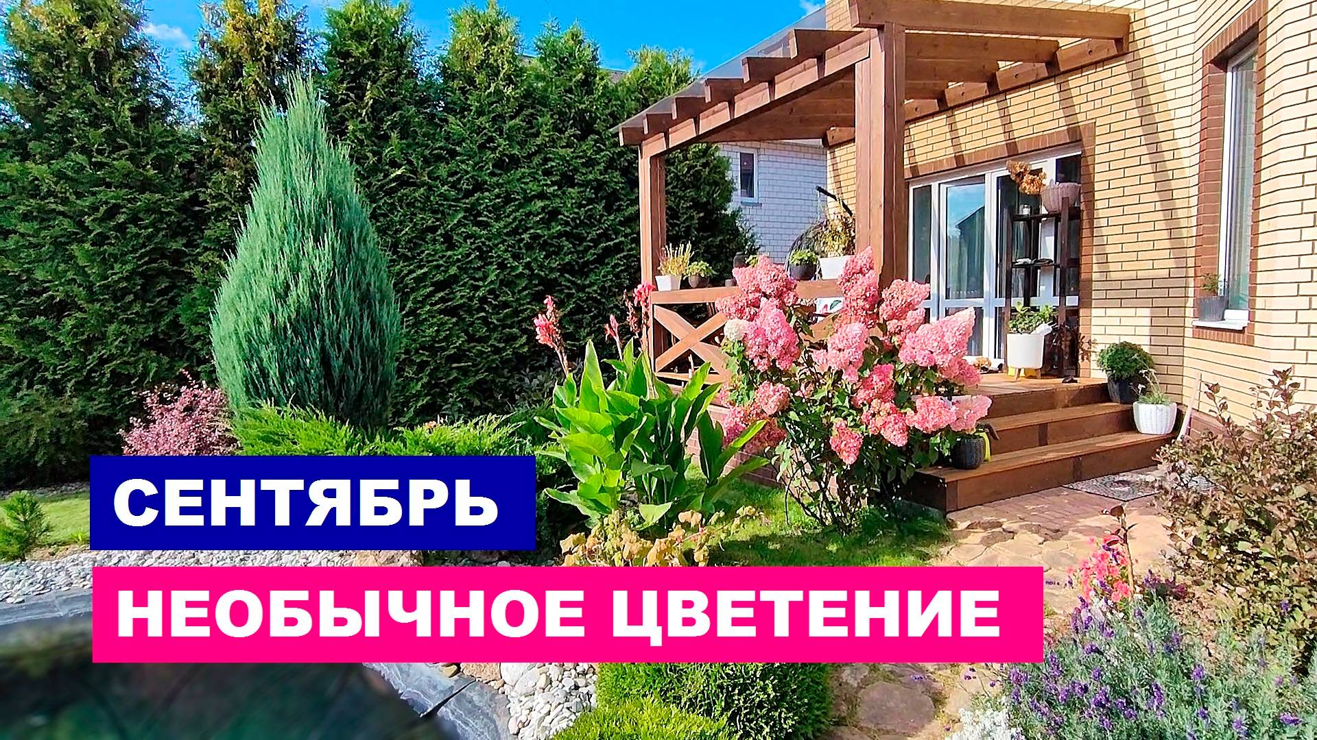 Сентябрь. Необычное цветение.