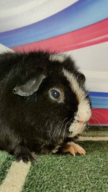 #продаюморскуюсвинку Индиго #американскийтедди +79215950848 #купитьморскуюсвинку