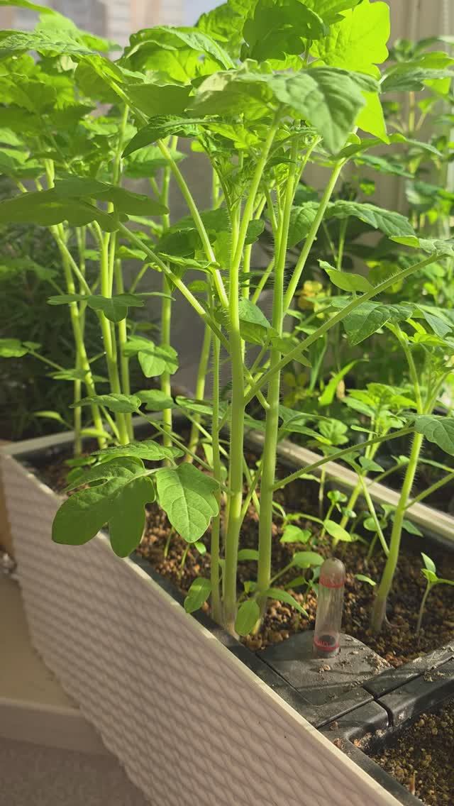 Чесночный томат как вырос, а какой гранат красавец цветет. Плантации дома.