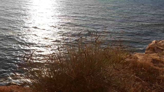 Куст на обрыве над морем