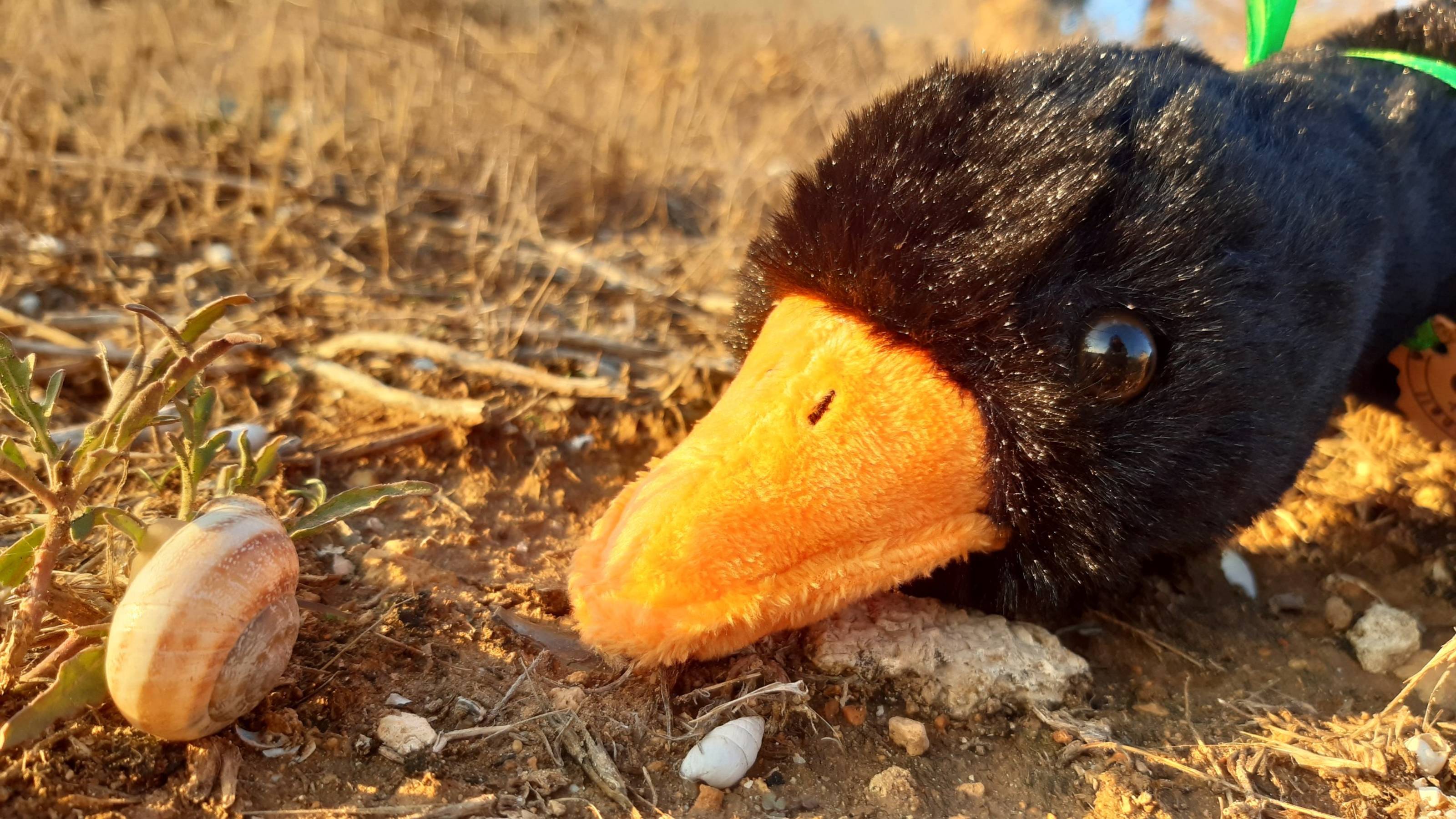 улиточка ползёт|гусь наблюдает|умиротворяющие видео