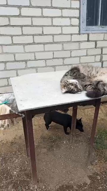 Сон в осенний день. "Трудовые будни" . Поел.Устал. Уснул. Рабудили. Разозлился.