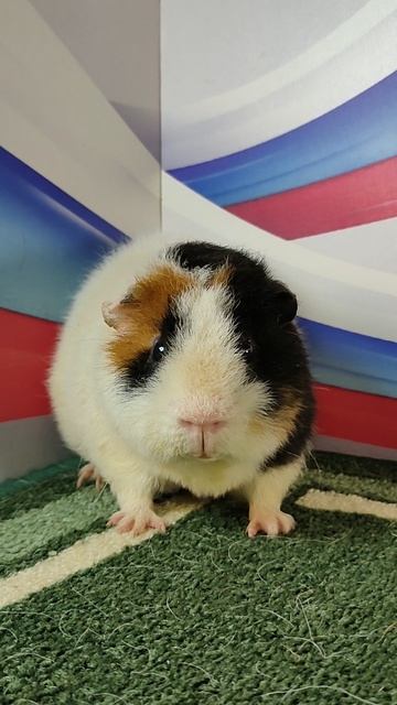 #продаюморскуюсвинку Лукьяша #американскийтедди +79215950848 #купитьморскуюсвинку