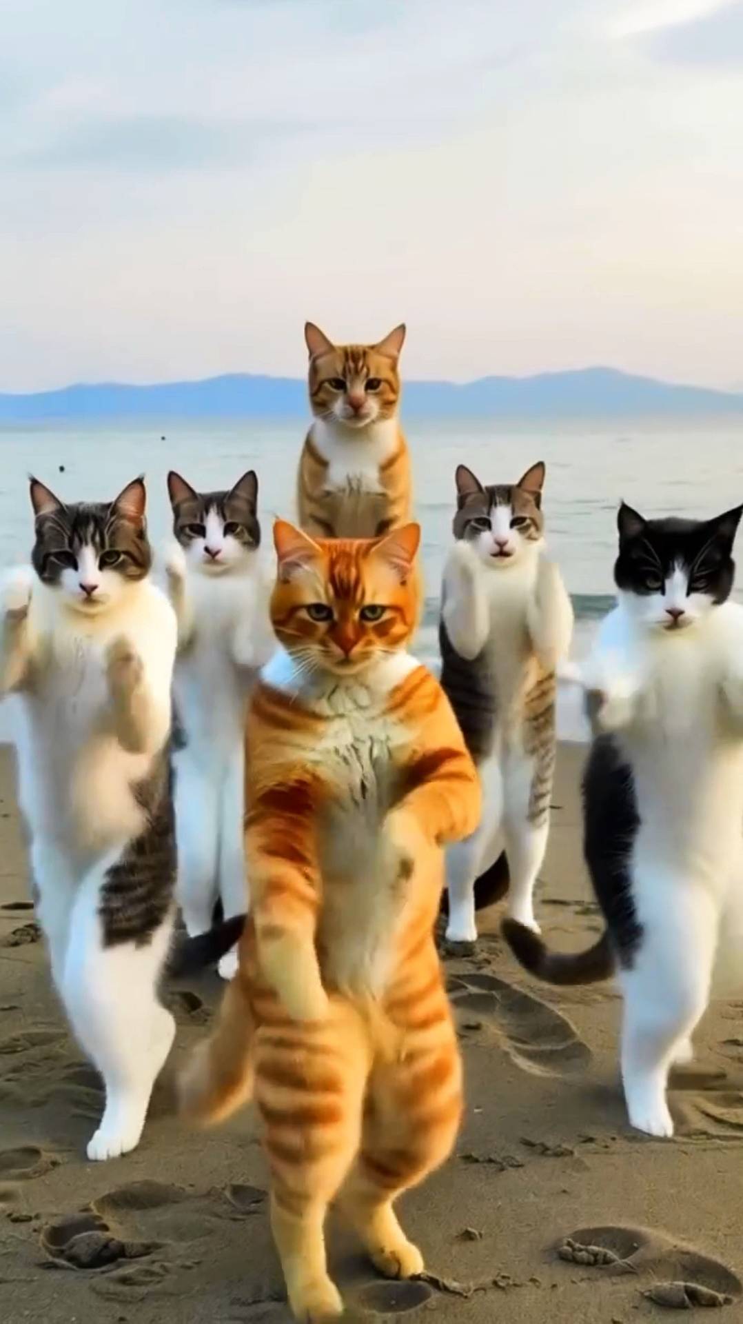 Супер Коты.