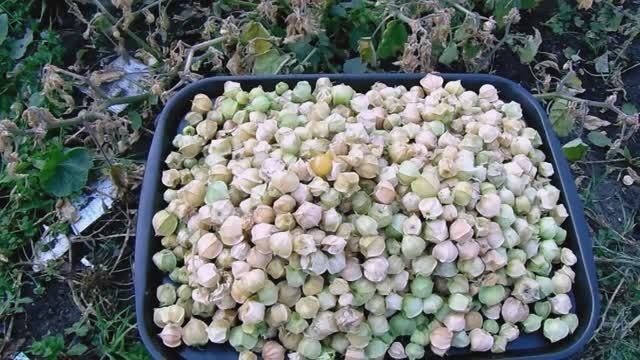 Физалис Изюмный Сюрприз - Выращивание, Уход и Размножение на Урале. Последний Сбор Урожая.